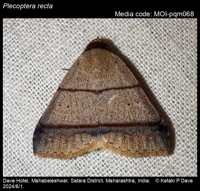 Plecoptera recta (Pagenstecher, 1886) - | Moths